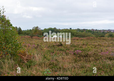 Cattle grazing on heathland, Turbary Common, Dorset, UK Stock Photo - Alamy