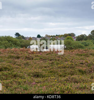 Cattle grazing on heathland, Turbary Common, Dorset, UK Stock Photo - Alamy