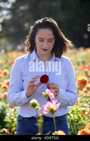 Red dahlia flower in the garden. Red flowers. Dahlia pinnata. Beautiful ...