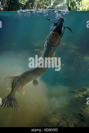 Pike or Northern Pike (Esox lucius) feeding on another pike at the ...