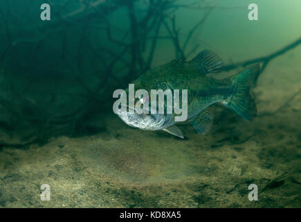 Largemouth bass Micropterus salmoides Florida Stock Photo - Alamy