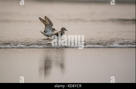 Pair of plover birds playing in the beach Stock Photo - Alamy