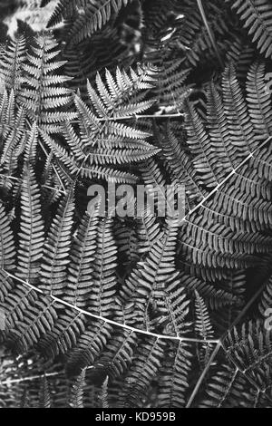 Closeup of the texture of fern leaves on the Hawaiian Island of Kona ...