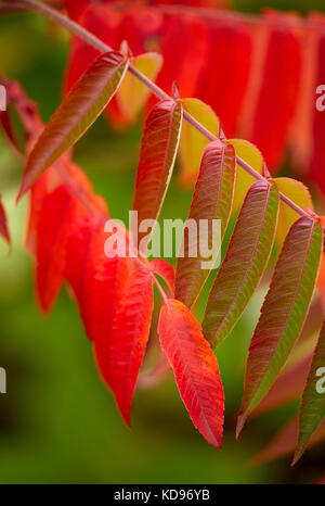 Turned Sumach leaves Stock Photo - Alamy