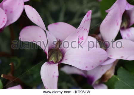 corolla of flower Stock Photo: 20888850 - Alamy