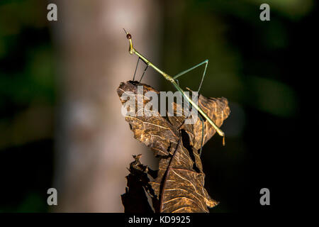 "Bicho-pau (Insecta) fotografado em Linhares, Espírito Santo - Sudeste ...