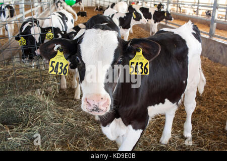 A modern calf barn on a large dairy farm houses health Holstein calves ...