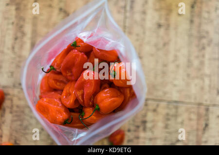 Bell Pepper (Tatashe) and Scotch Bonnet Pepper ( Ata rodo) used in ...