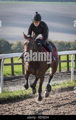 Racehorses on the Lambourn Gallops Stock Photo - Alamy