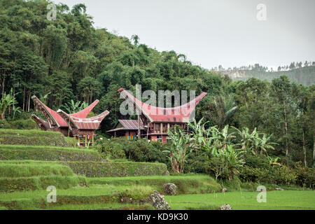 Tropical forest in Tana Toraja on Sulawesi Stock Photo - Alamy