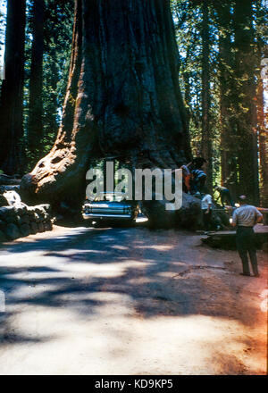 Giant Redwood. Car driving through the Chandelier Drive-thru Tree in ...