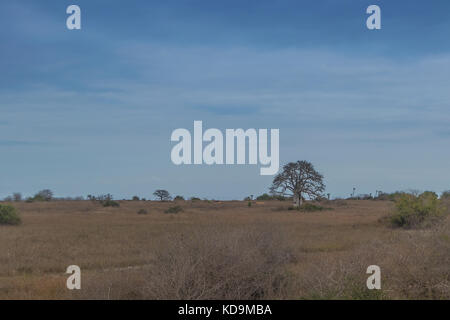 Typical African tree known as Imbondeiro. African plain. Angola Stock ...