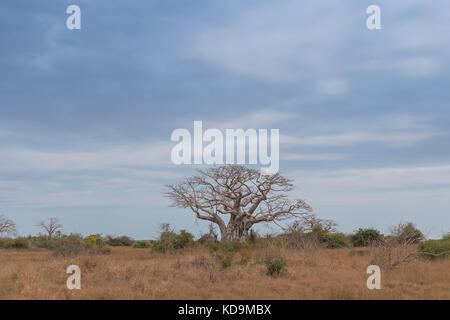 Typical African tree known as Imbondeiro. African plain. Angola Stock ...