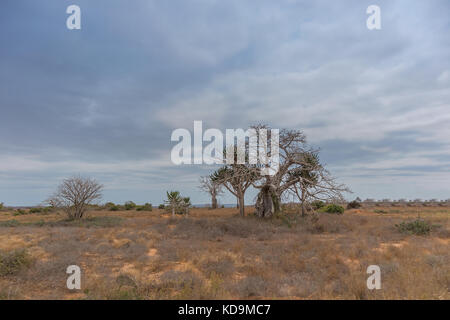 Typical African tree known as Imbondeiro. African plain. Angola Stock ...