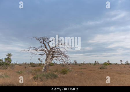 Typical African tree known as Imbondeiro. African plain. Angola Stock ...