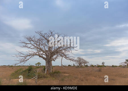 Typical African tree known as Imbondeiro. African plain. Angola Stock ...