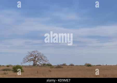 Typical African tree known as Imbondeiro. African plain. Angola Stock ...