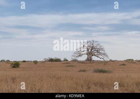 Typical African tree known as Imbondeiro. African plain. Angola Stock ...