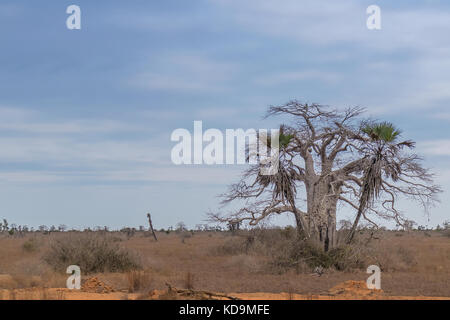 Typical African tree known as Imbondeiro. African plain. Angola Stock ...