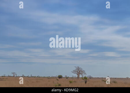 Typical African tree known as Imbondeiro. African plain. Angola Stock ...