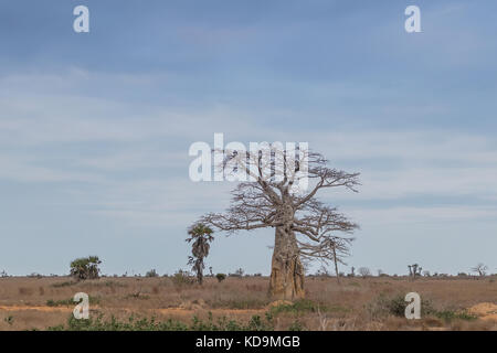 Typical African tree known as Imbondeiro. African plain. Angola Stock ...