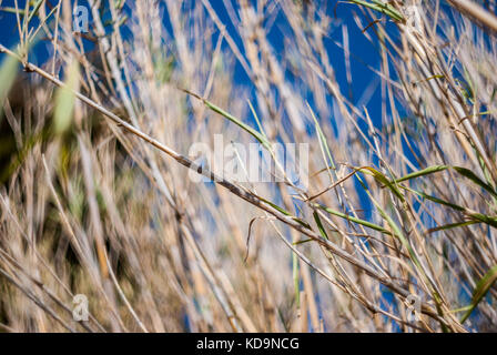 Reed cane with deep blue sky background Stock Photo - Alamy