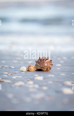 group of three tropical sea shells isolated on a dark blue background ...