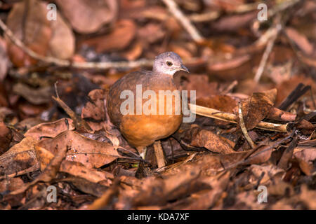 "Tururim (Crypturellus soui) fotografado em Linhares, Espírito Santo ...