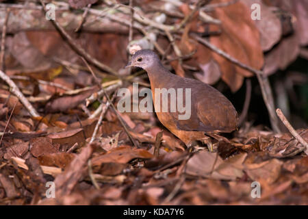 "Tururim (Crypturellus soui) fotografado em Linhares, Espírito Santo ...