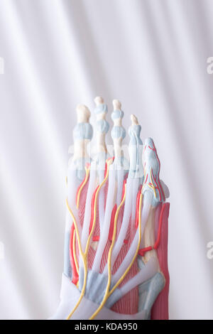 Human foot toes medical teaching model showing bones ligaments tendons ...