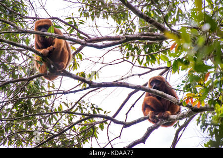 "Bugio-ruivo (Alouatta guariba) fotografado em Afonso Claudio, Espírito ...