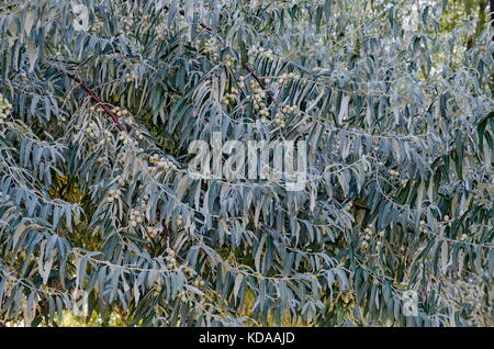 Leaves and fruits of the Tree of Paradise. Elaeagnus angustifolia Stock ...
