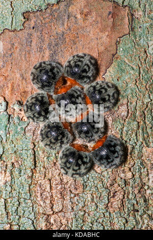 Besouro, Coleoptera, coleóptero, insecta, Beetle, Coleopteron, Insecta ...