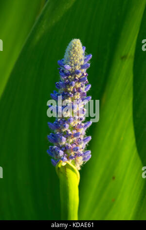 Wapato, Talking Water Gardens, Albany, Oregon Stock Photo - Alamy