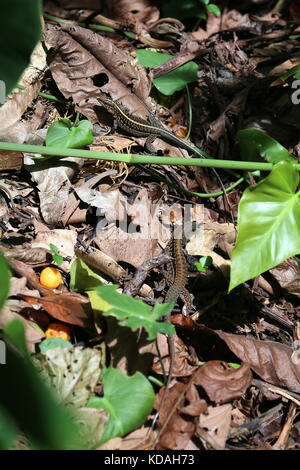 A Central American Whiptail Lizard, Ameiva festiva at Manuel Antonio ...