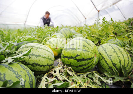 Asda has this summer grown 1,000 British watermelons - an exotic fruit ...