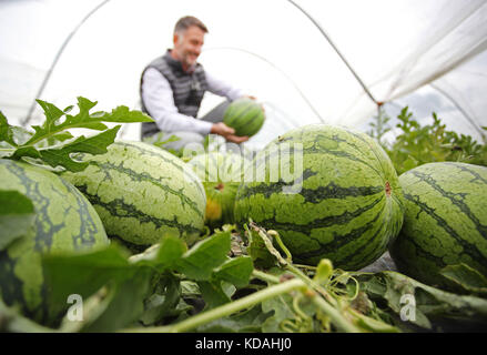 Asda has this summer grown 1,000 British watermelons - an exotic fruit ...