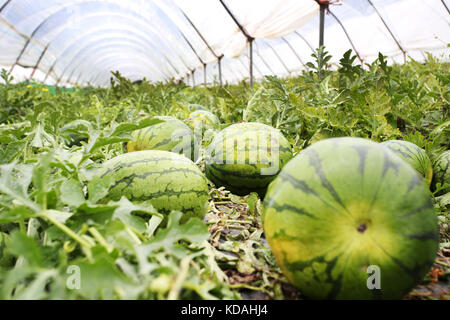 Asda has this summer grown 1,000 British watermelons - an exotic Stock ...