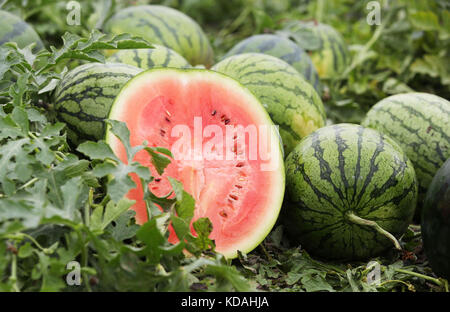 Asda has this summer grown 1,000 British watermelons - an exotic Stock ...