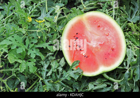 Asda has this summer grown 1,000 British watermelons - an exotic Stock ...