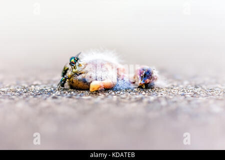 Macro closeup of dead baby sparrow bird chick decomposing with green ...