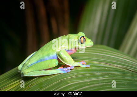 Agalychnis annae, Golden-eyed Leaf Frog, Amphibian, Hylidae, Tree ...