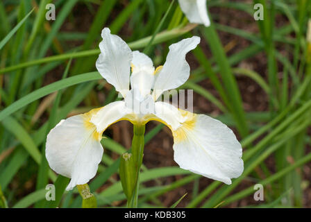 Iris sanguinea 'Snow Queen'.Siberian iris 'Snow Queen displaying ...
