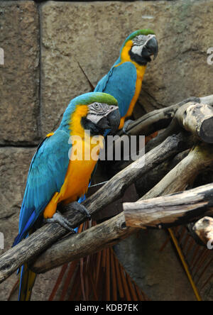 pair of brightly colored parrots in a zoo of Singapore Stock Photo - Alamy