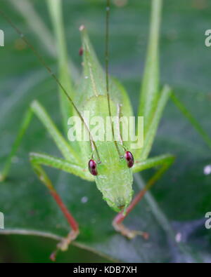 Katydid (Subria sylvestris), La Selva Biological Research Station ...