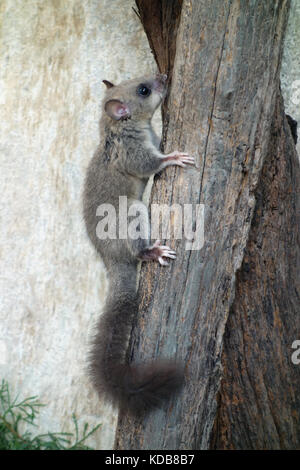 Fat edible dormouse (Glis glis) close-up, hibernating, curled up in a ...