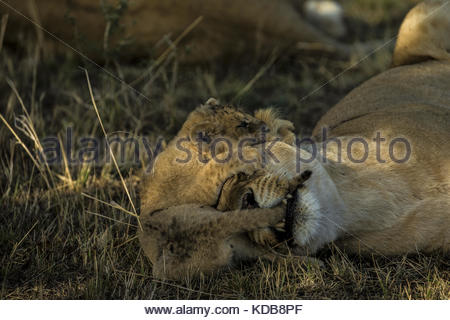 lion (Panthera leo), lioness biting cub in the neck, Kenya, Masai Stock ...