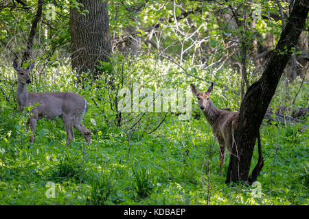 white tailed deer in a spring field Stock Photo - Alamy