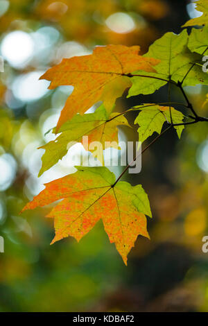 Maple leaves turning color in the autumn at the Everett Washington ...