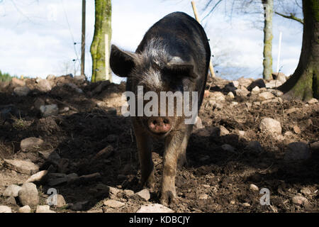 Grown pig of swedish breed Linderödssvin enjoying the spring sunlight ...